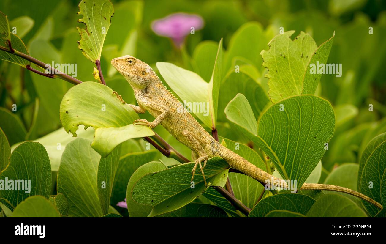Mauritius Lizard High Resolution Stock Photography and Images - Alamy