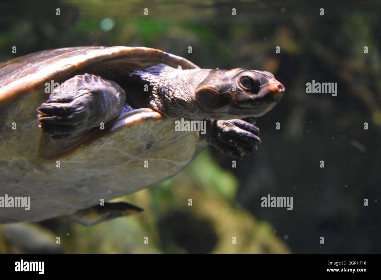 South american river turtle hi-res stock photography and images - Alamy