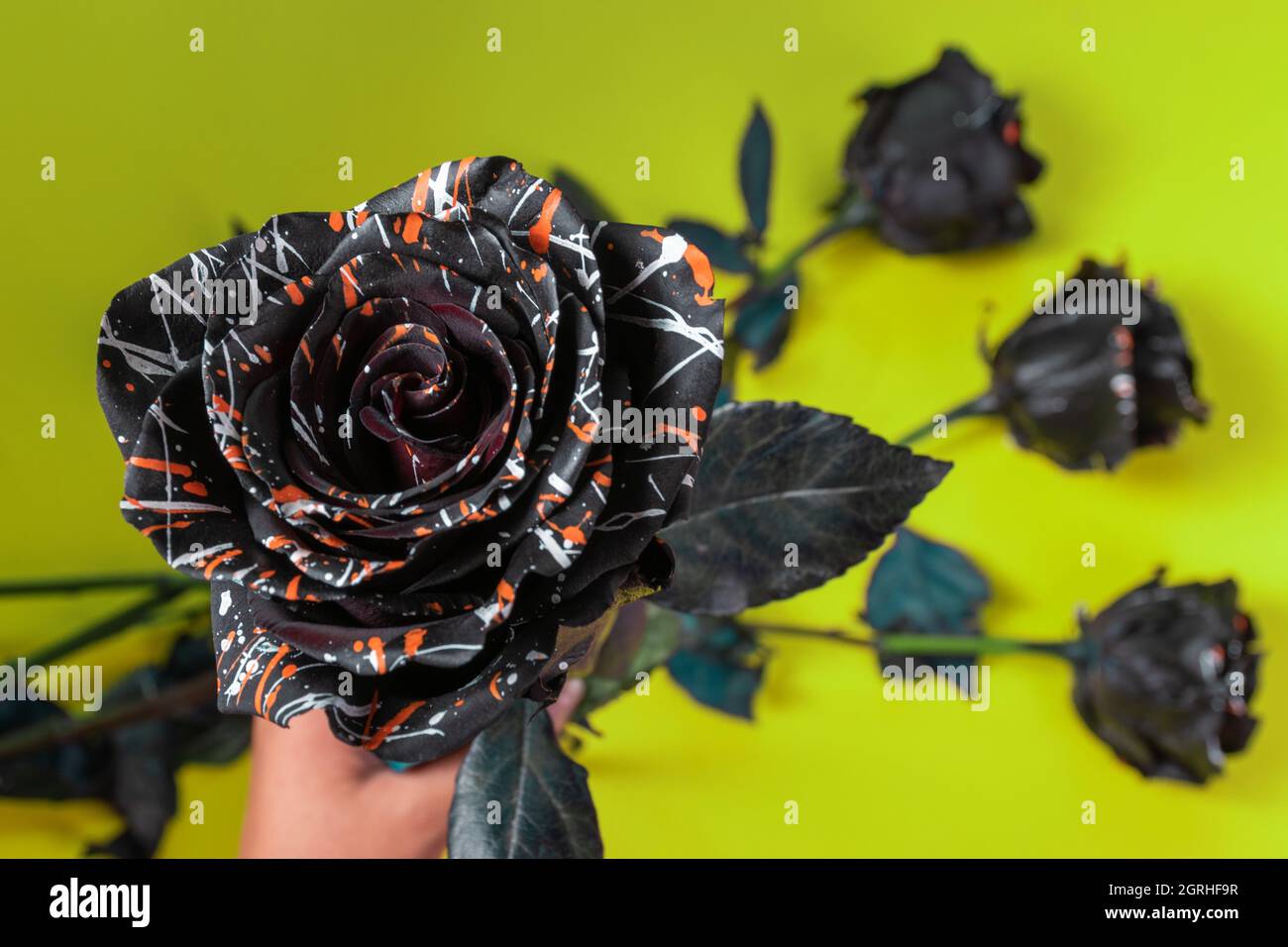 details of a black rose with paint splattered on its petals, in the ...