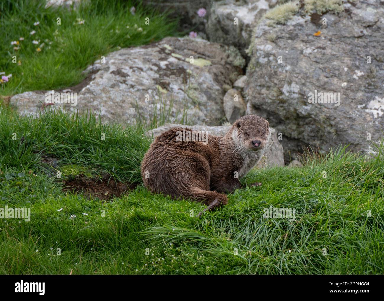 Otter (Lutra lutra), drying fur by rolling in the grass, Unst, Shetland ...