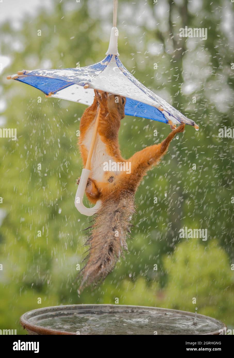 red squirrel hanging under a umbrella in rain Stock Photo - Alamy