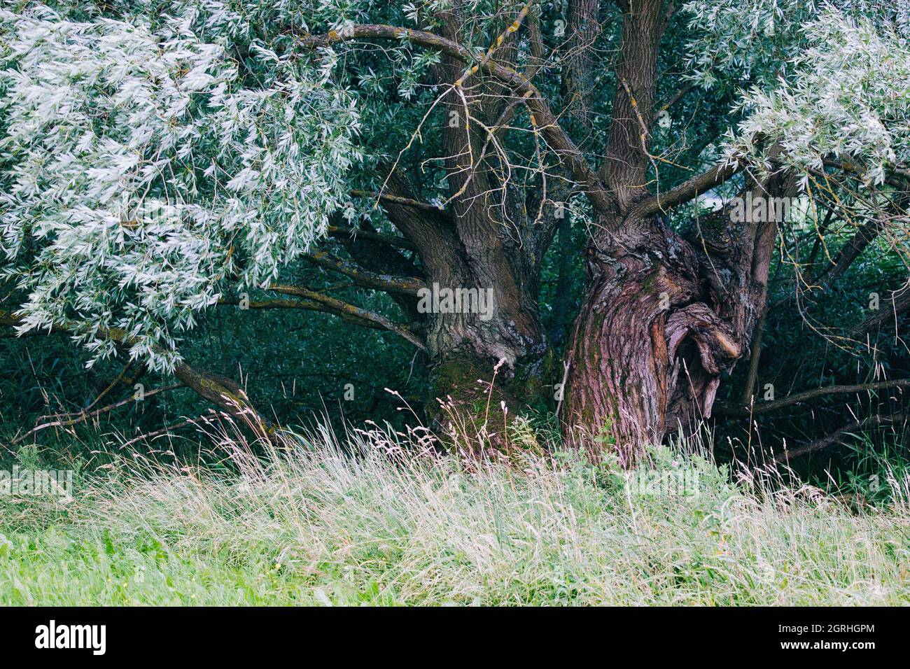 Old willow tree hi-res stock photography and images - Alamy
