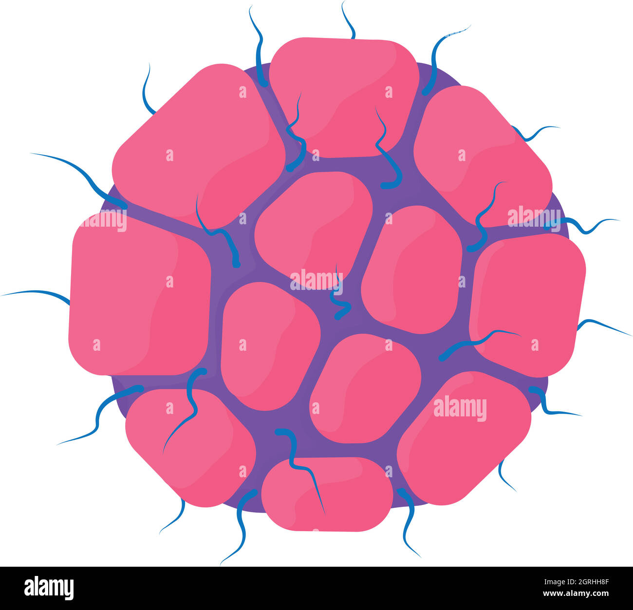 Ovary icon, cartoon style Stock Vector Image & Art - Alamy