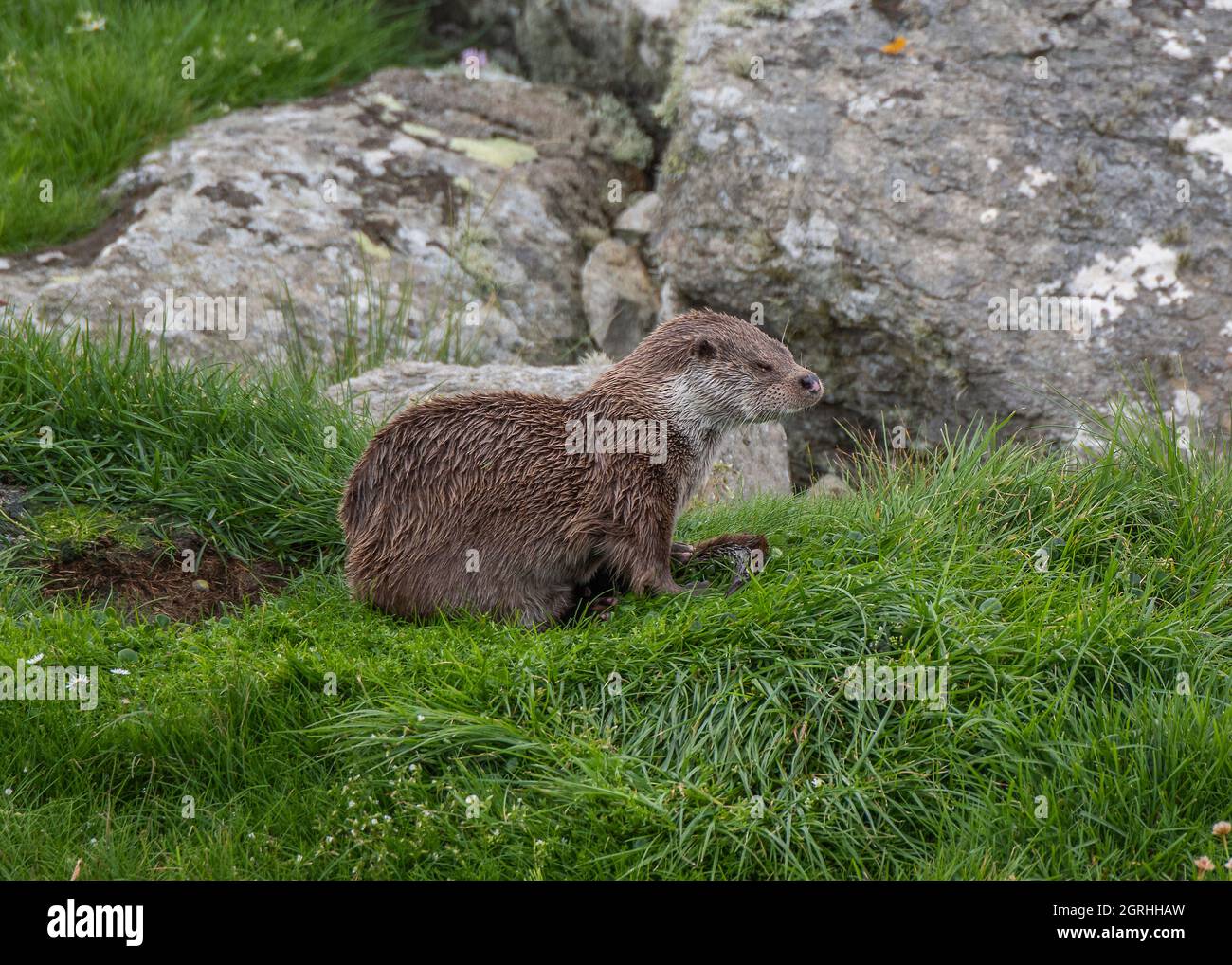 Otter (Lutra lutra), drying fur by rolling in the grass, Unst, Shetland ...