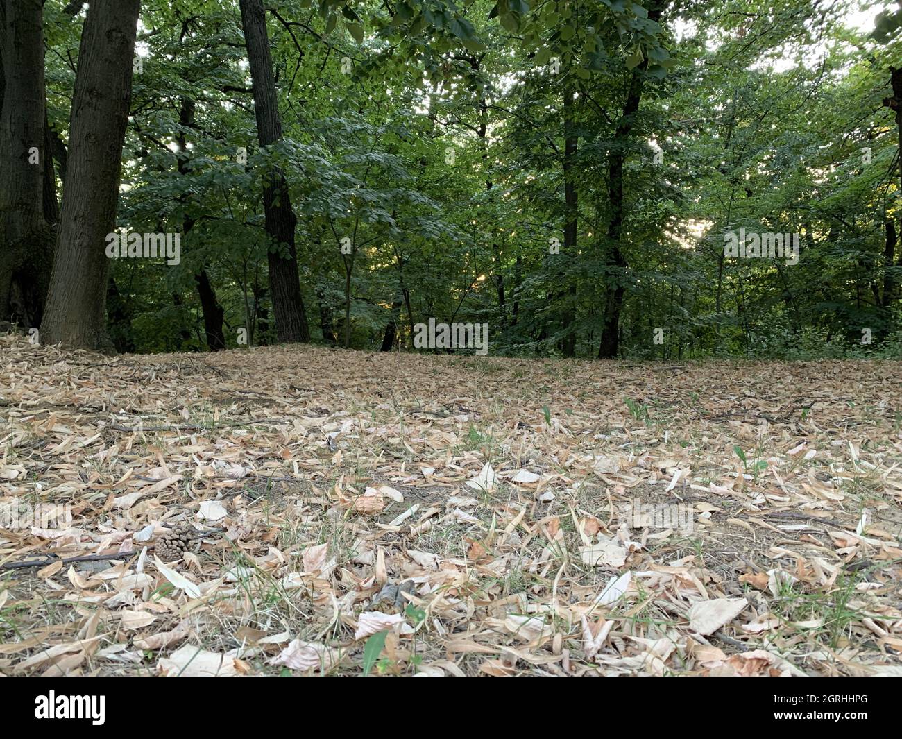 Open area leading to a full green forest during daylight Stock Photo ...