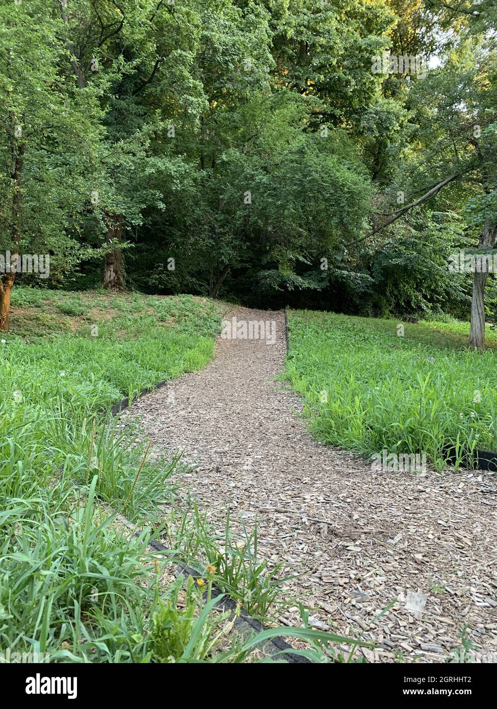 Vertical shot of a path in a field leading to a full green forest ...