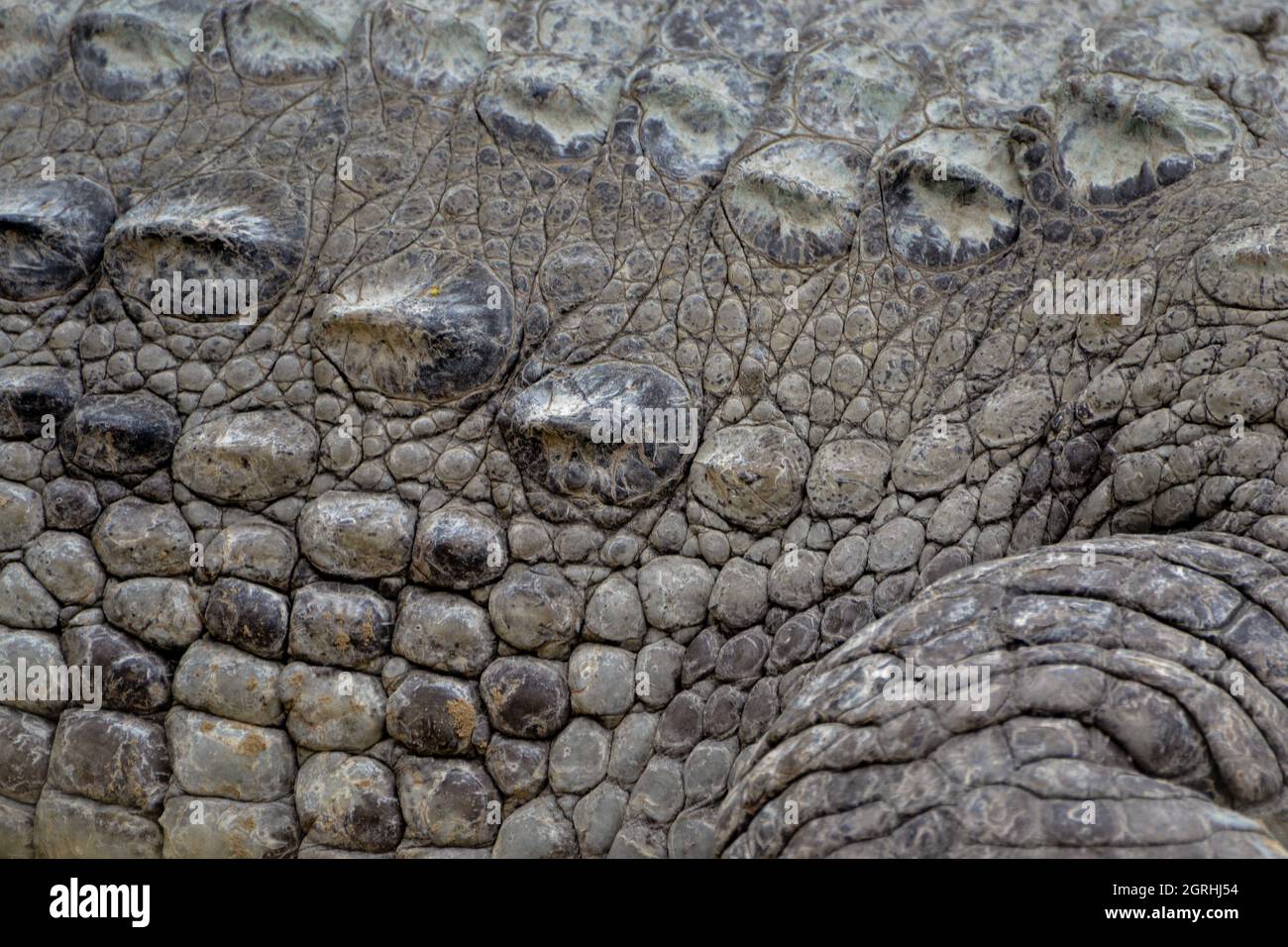 Crocodile pattern hi-res stock photography and images - Alamy