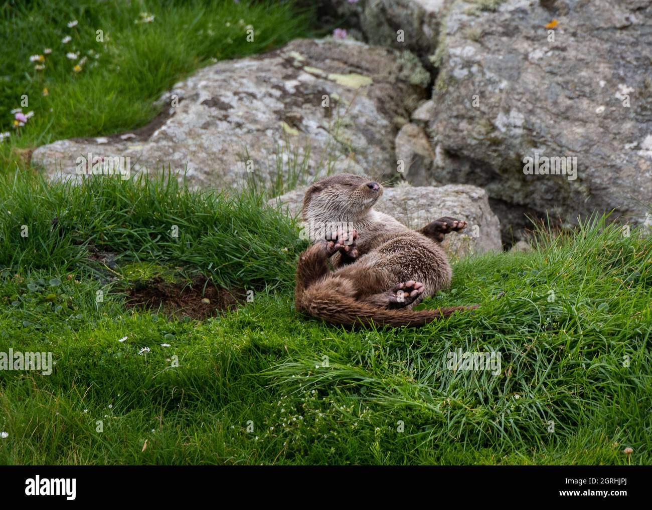 Otter (Lutra lutra), drying fur by rolling in the grass, Unst, Shetland ...