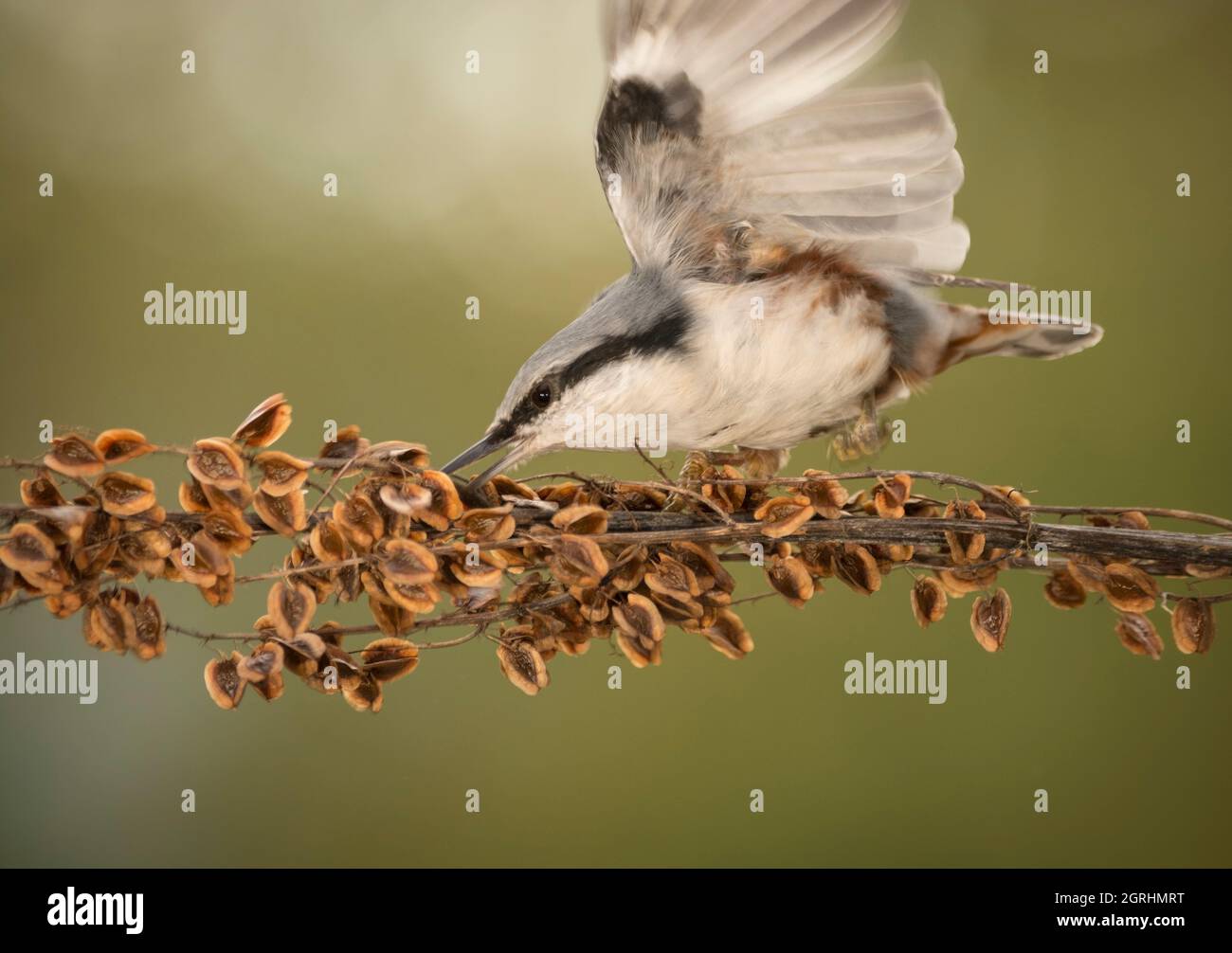 Seed branch hi-res stock photography and images - Alamy