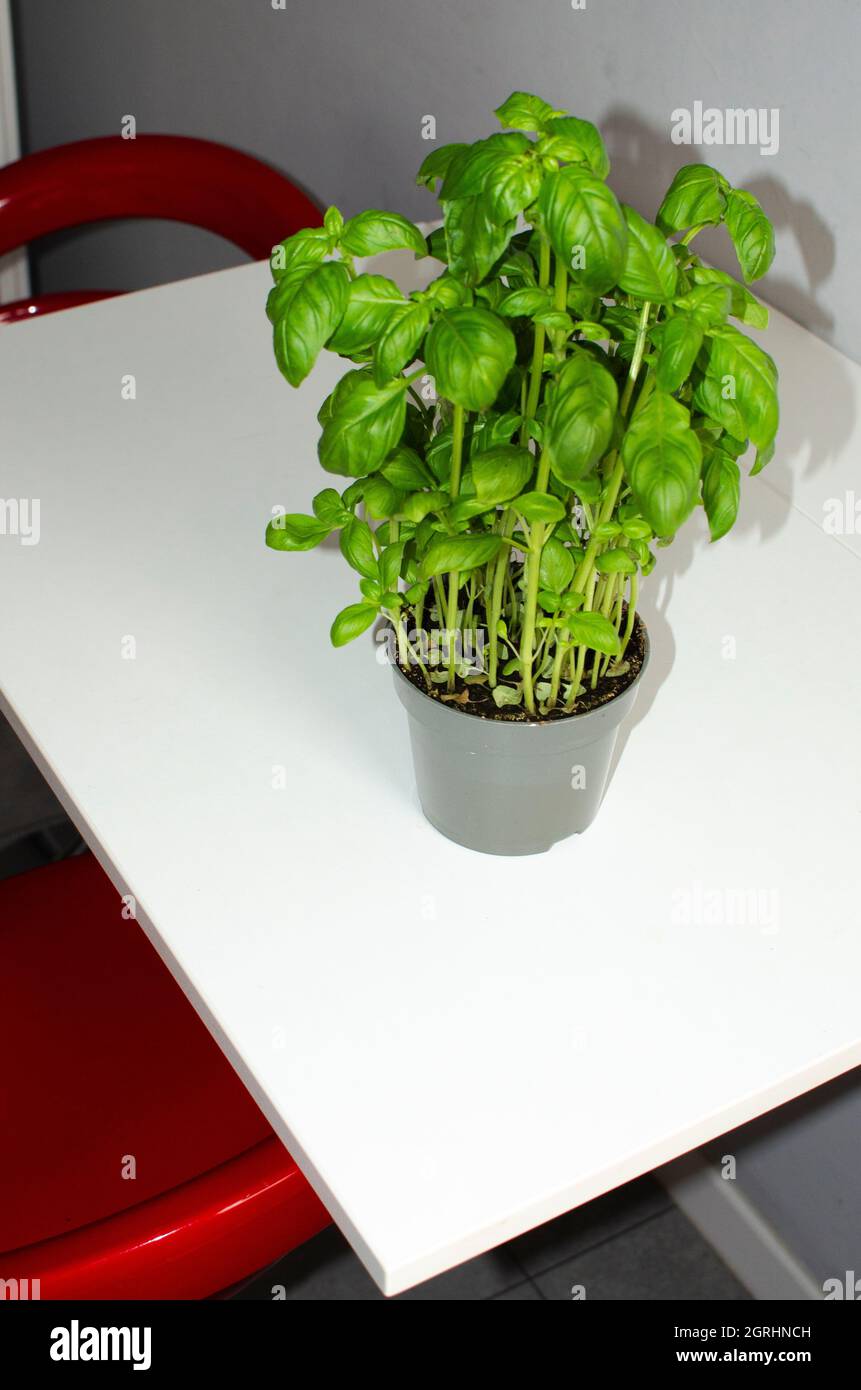 Basilica herb hi-res stock photography and images - Alamy