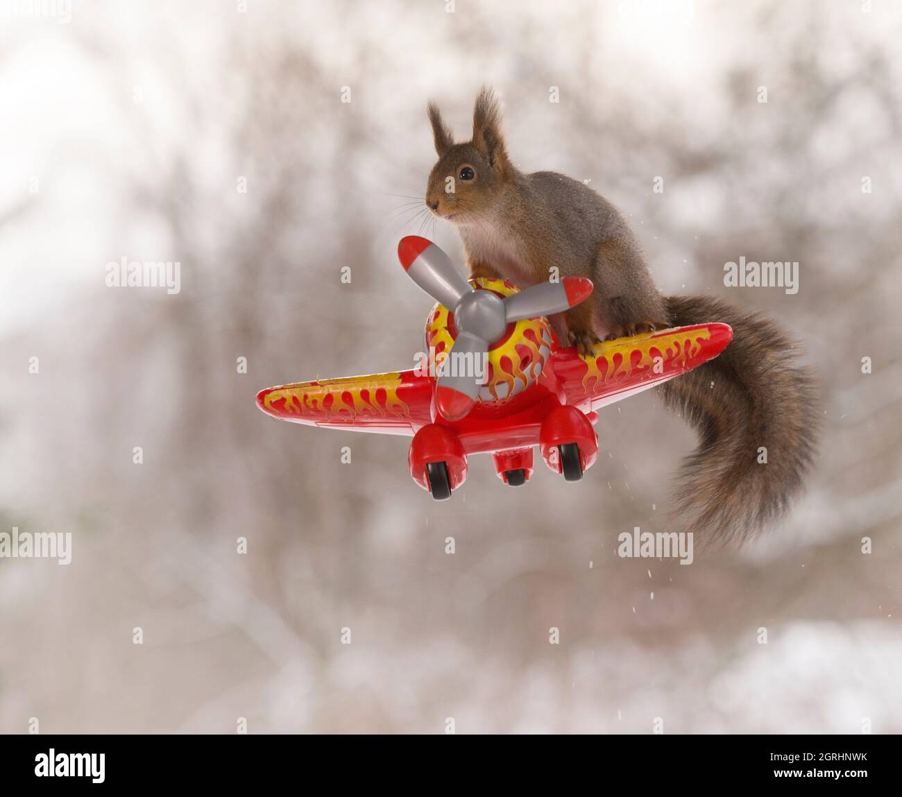 red squirrel is standing on a plane Stock Photo - Alamy