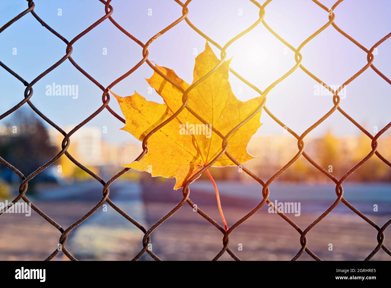 The Single Maple Leaf Is Stuck In The Fence. Season Change Concept ...