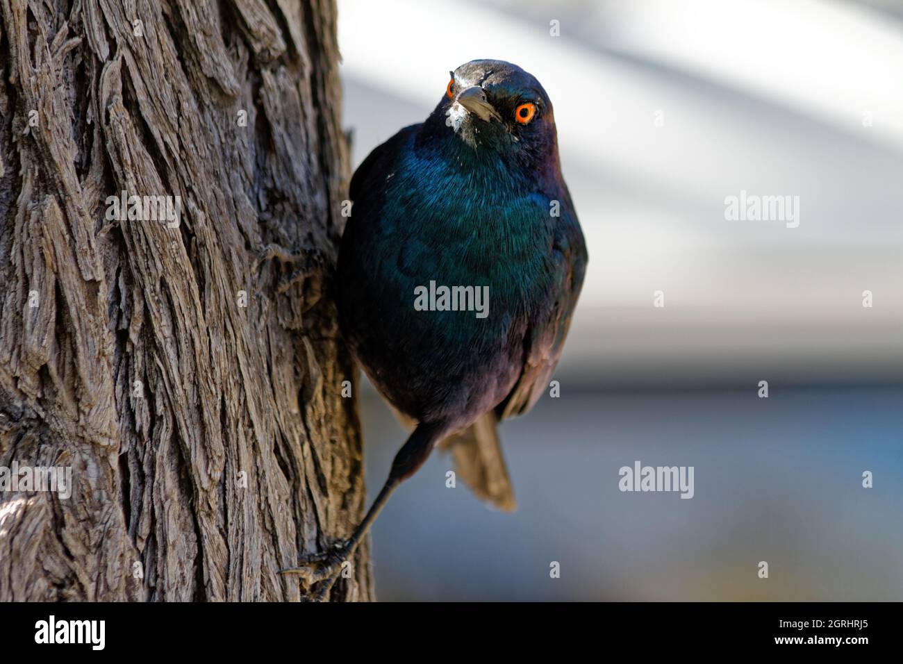 Mopani Tree High Resolution Stock Photography and Images - Alamy