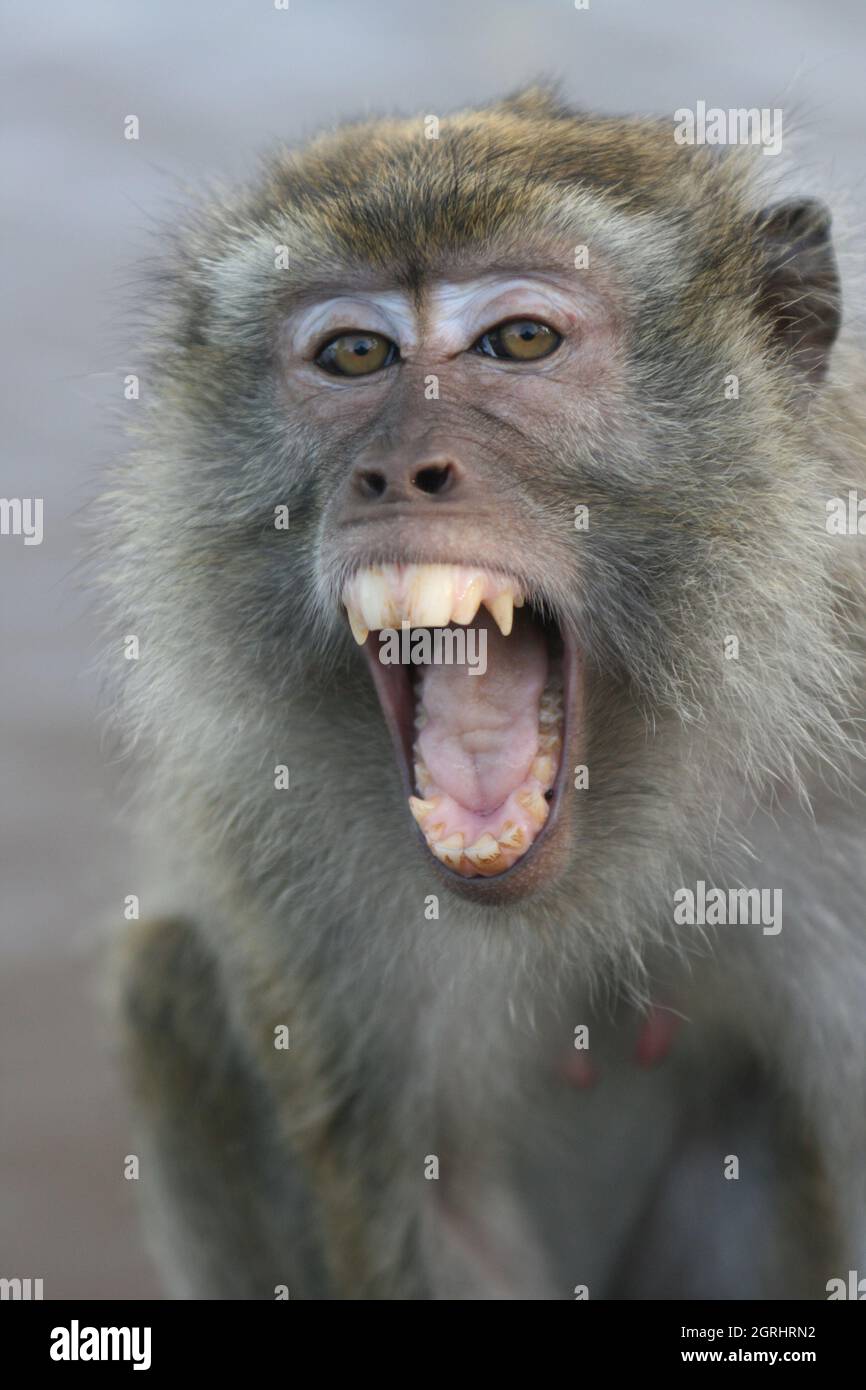Aggressive monkey hi-res stock photography and images - Alamy
