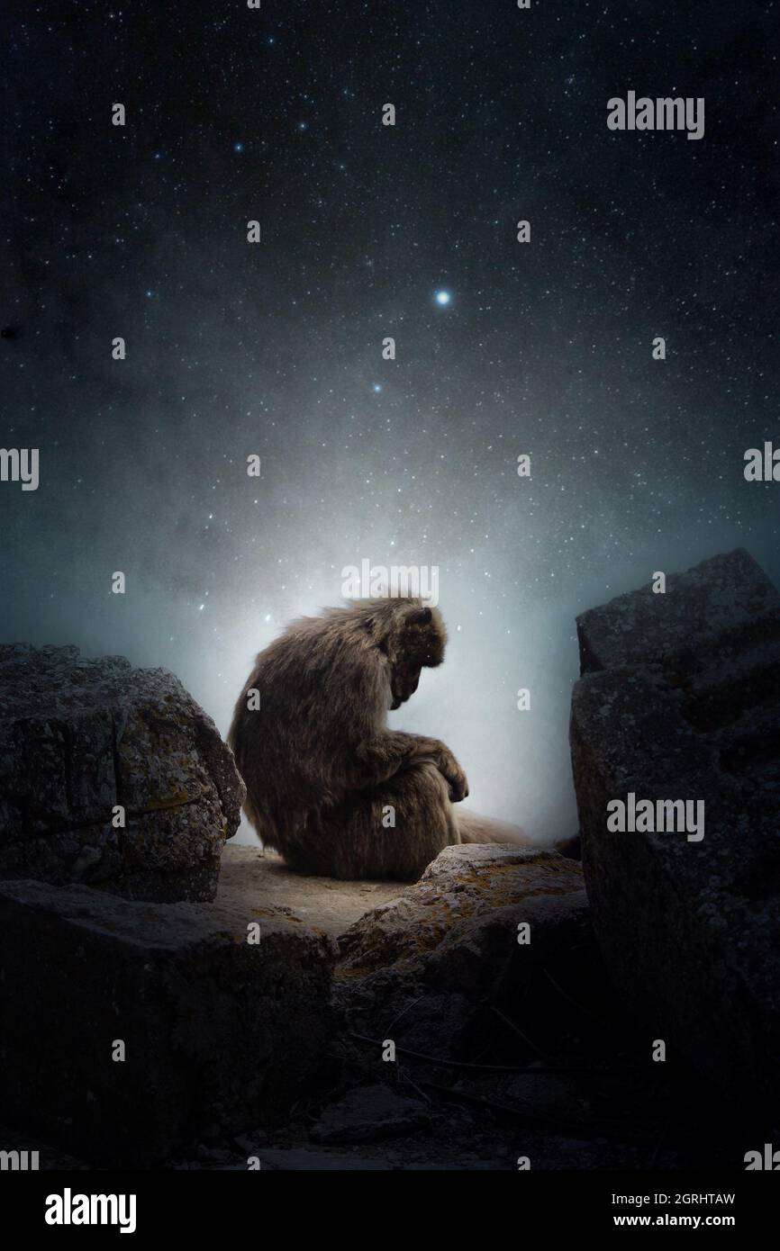 Star monkey hi-res stock photography and images - Alamy