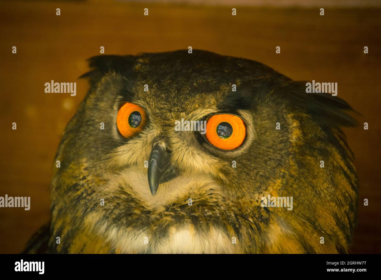 Eule augen hi-res stock photography and images - Alamy