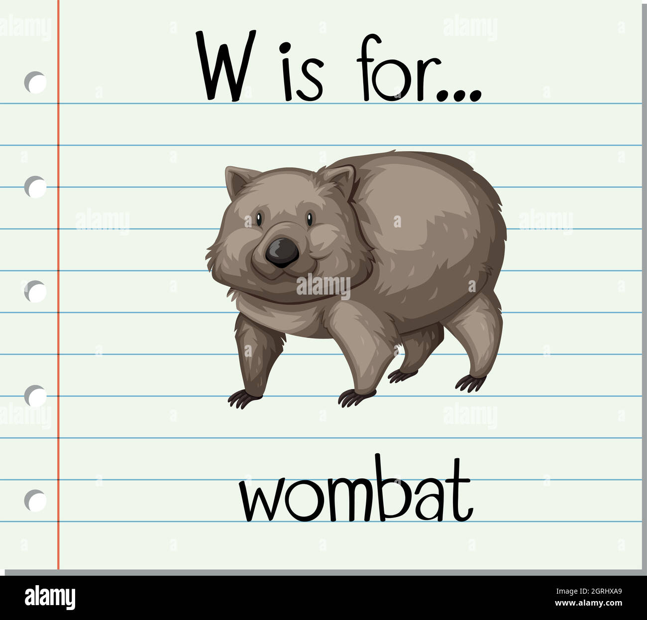 Flashcard letter W is for wombat Stock Vector Image & Art - Alamy