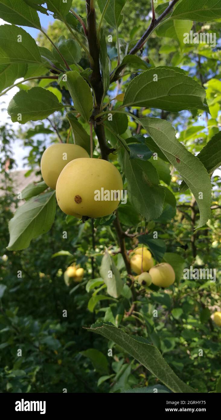 Europe fruits hi-res stock photography and images - Alamy