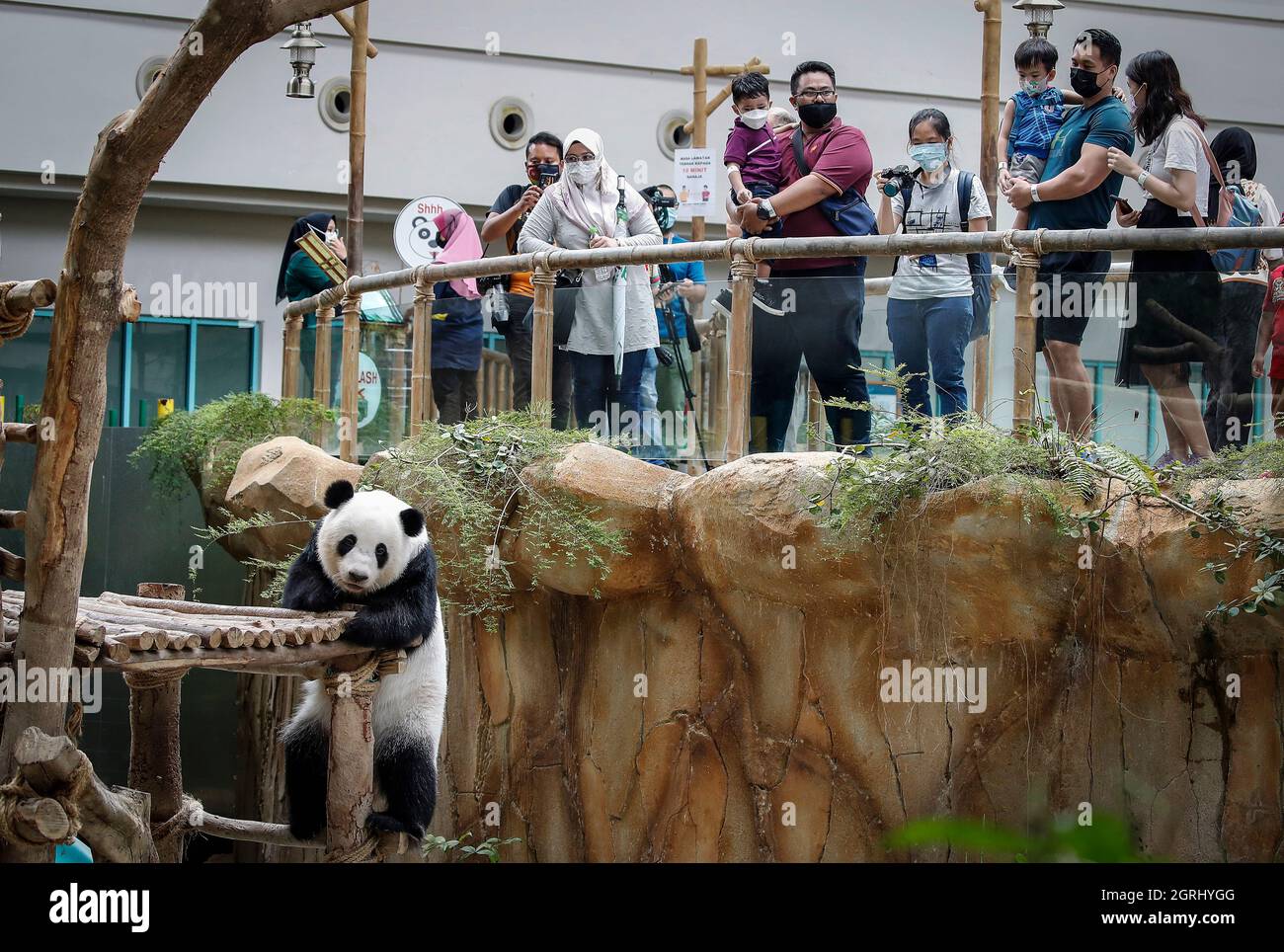 National zoo panda 2021 hi-res stock photography and images - Alamy