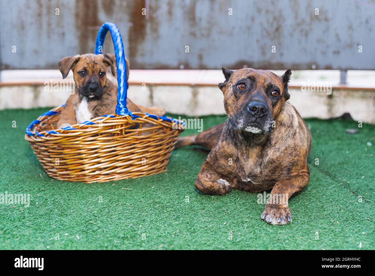 Presa canario dog hi-res stock photography and images - Alamy