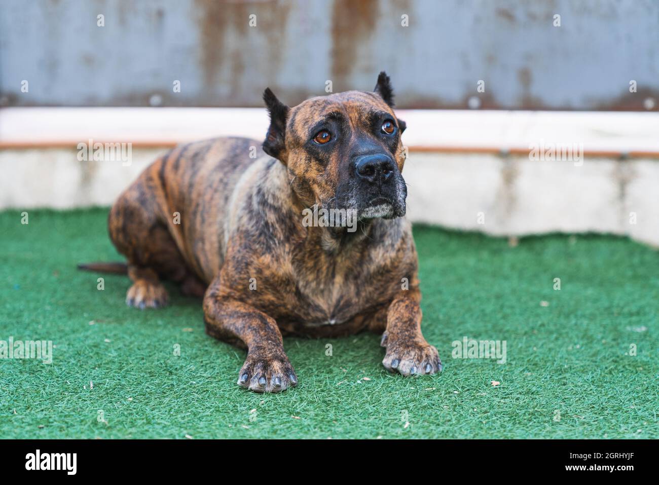 Presa canario dog hi-res stock photography and images - Alamy