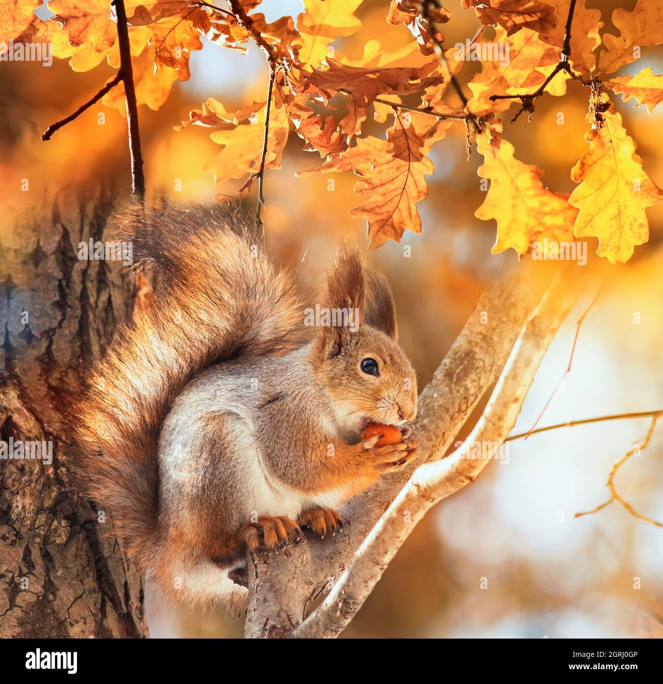 cute animal squirrel with a fluffy tail sits in an autumn park and ...