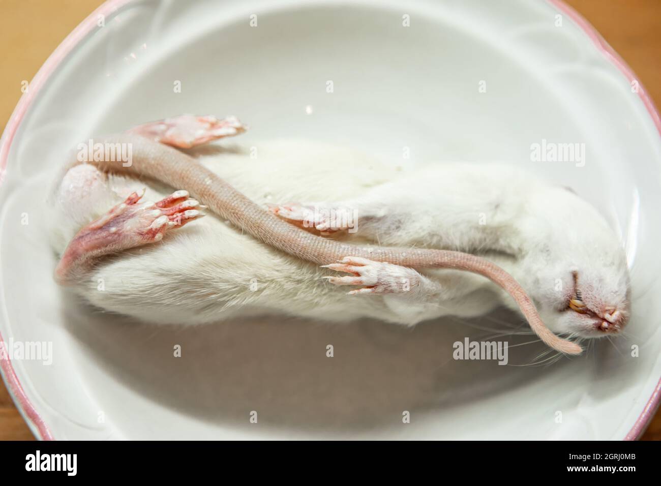 A close up shot of a dead white rat, his tail is clenched between his ...