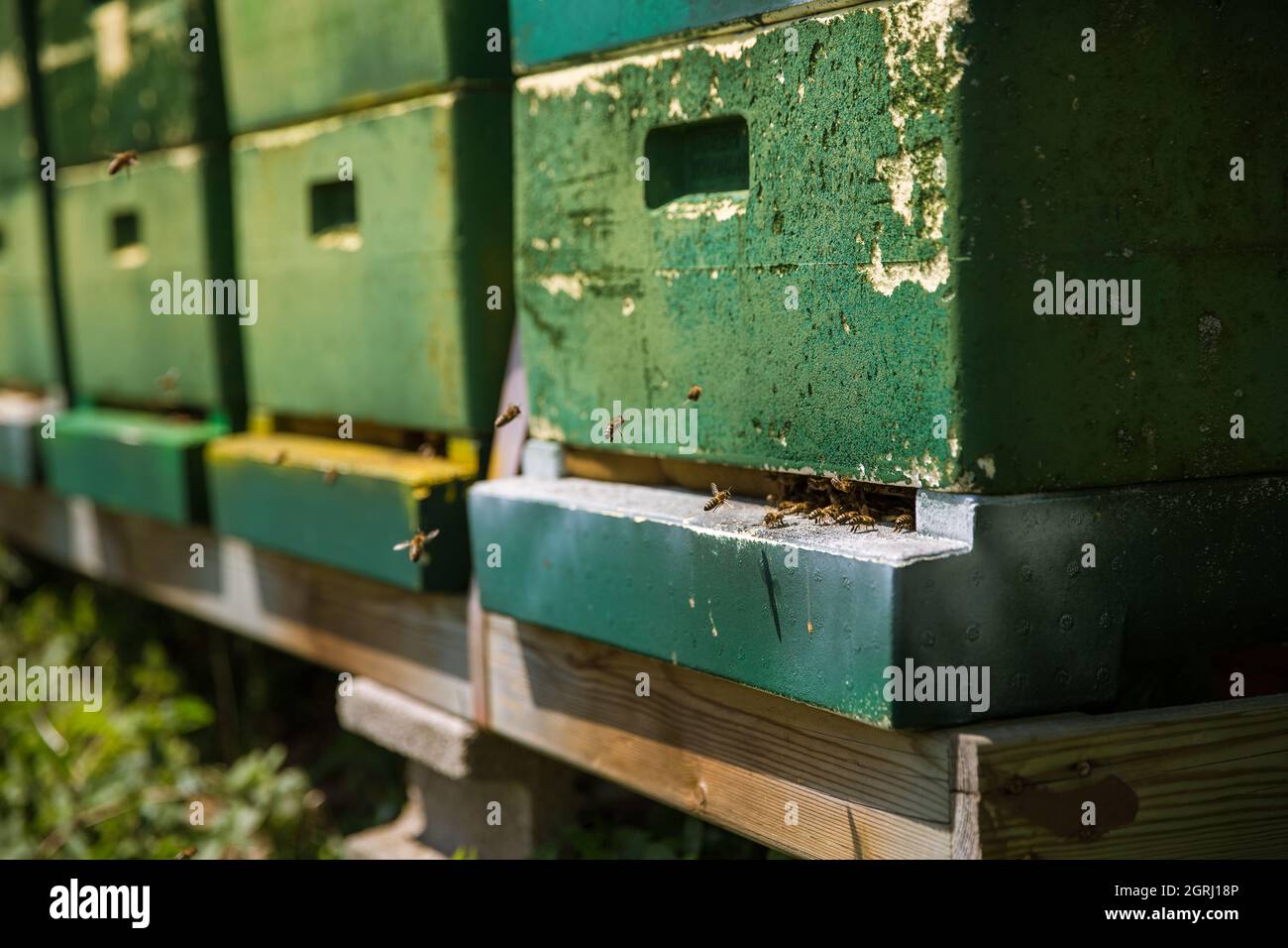 Austria europe bee beehive hi-res stock photography and images - Alamy