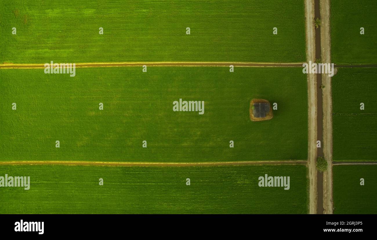 Paddy hd hi-res stock photography and images - Alamy