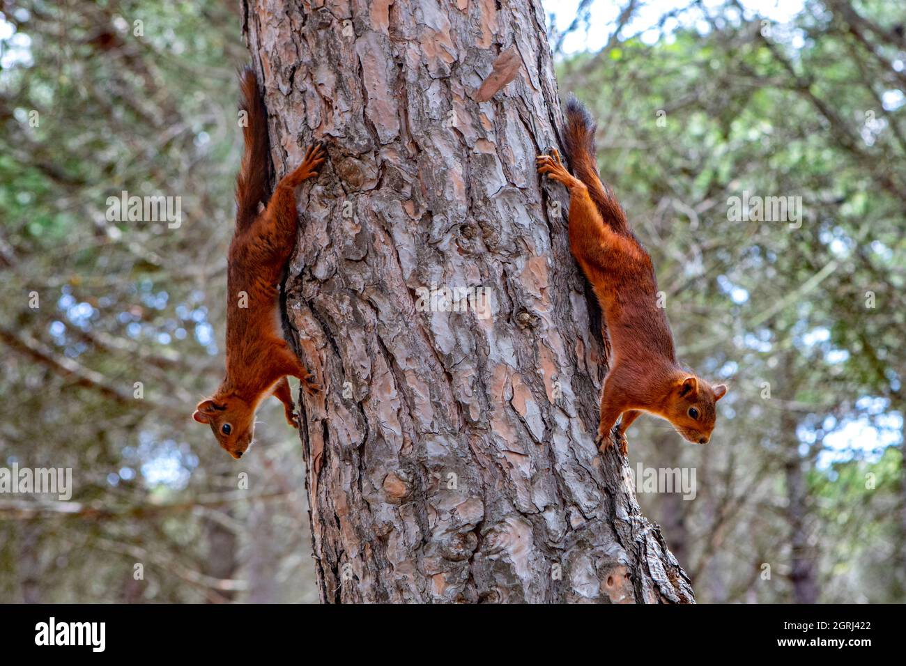 Two red squirrels on a tree in the South of France Stock Photo - Alamy