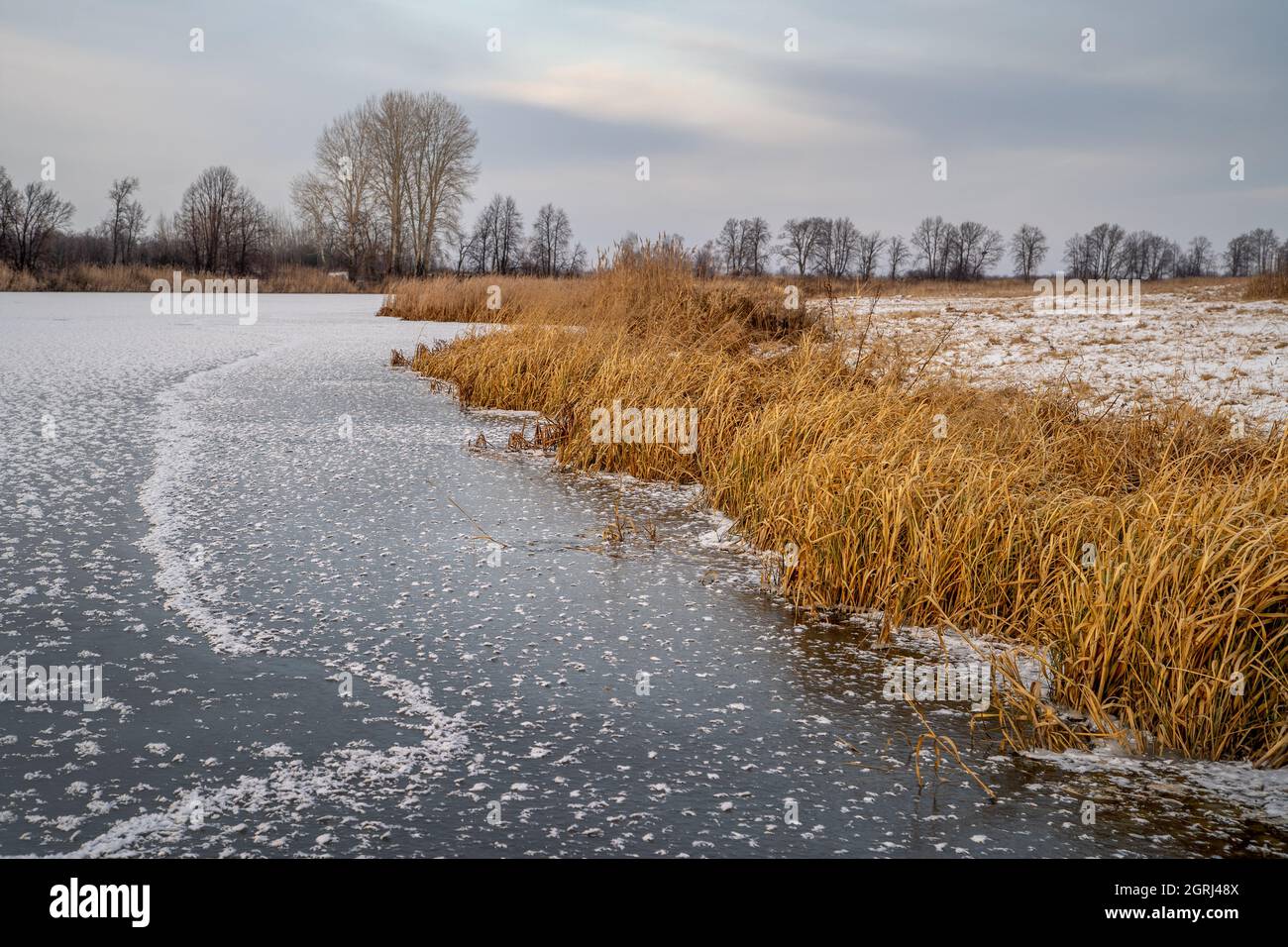 Half-frozen river with frosty grass and plants growing on the bank ...