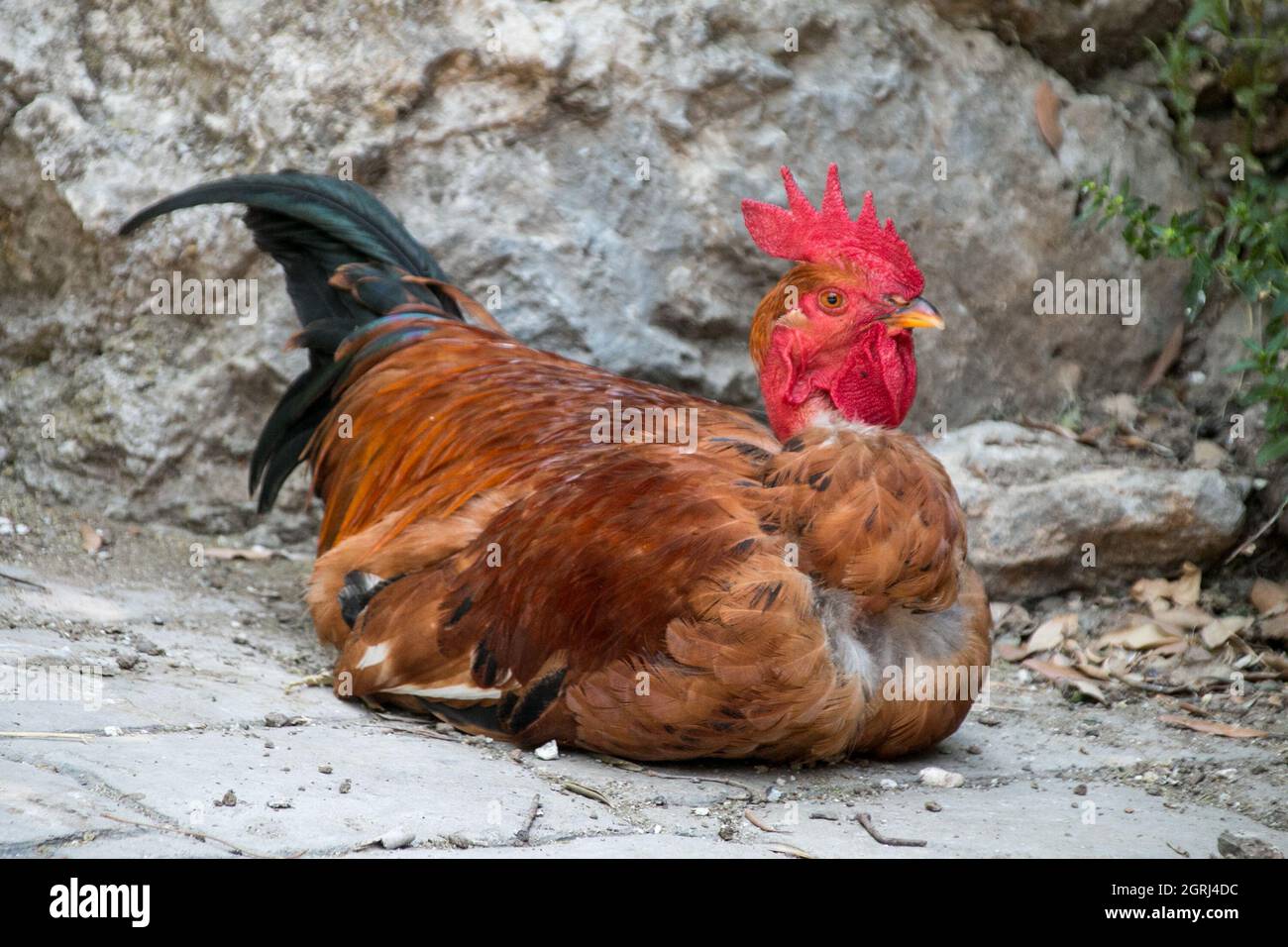 Chicken Beaks High Resolution Stock Photography and Images - Alamy