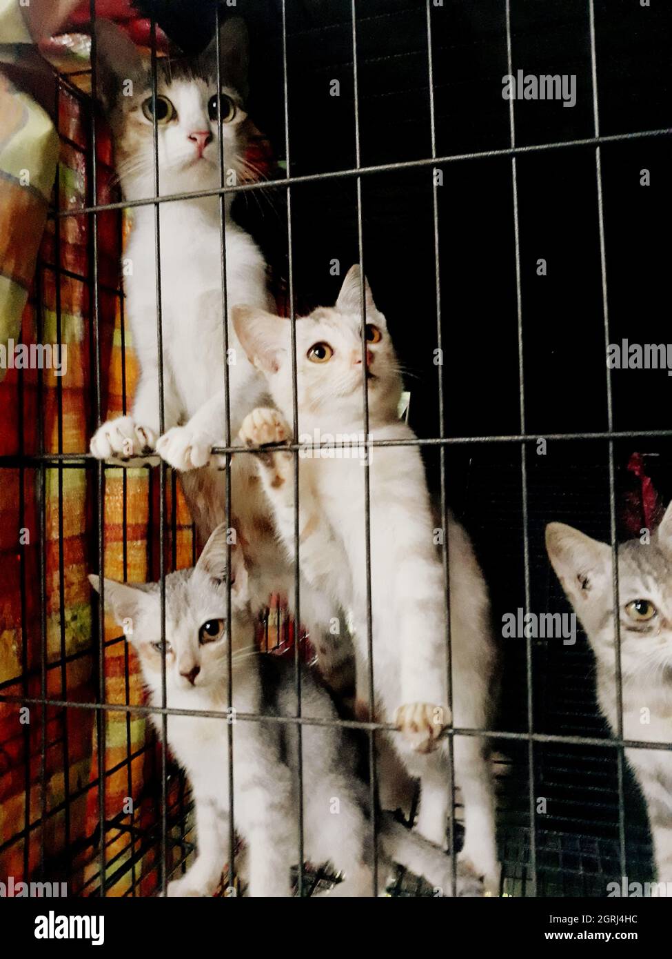 Cage cats hi-res stock photography and images - Alamy