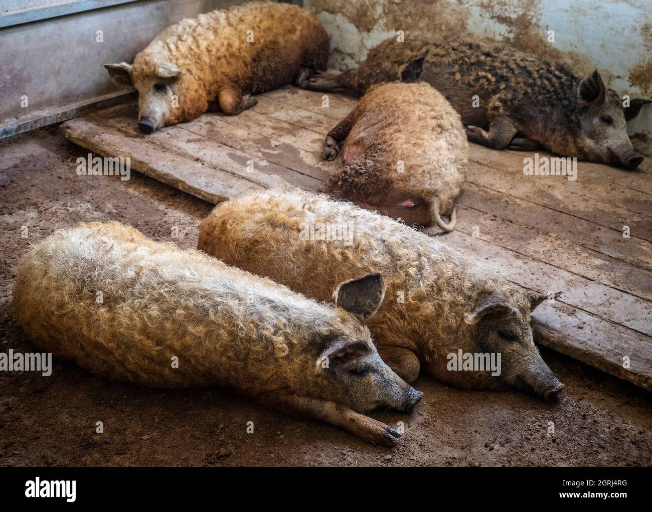 Mangalica pigs hi-res stock photography and images - Alamy