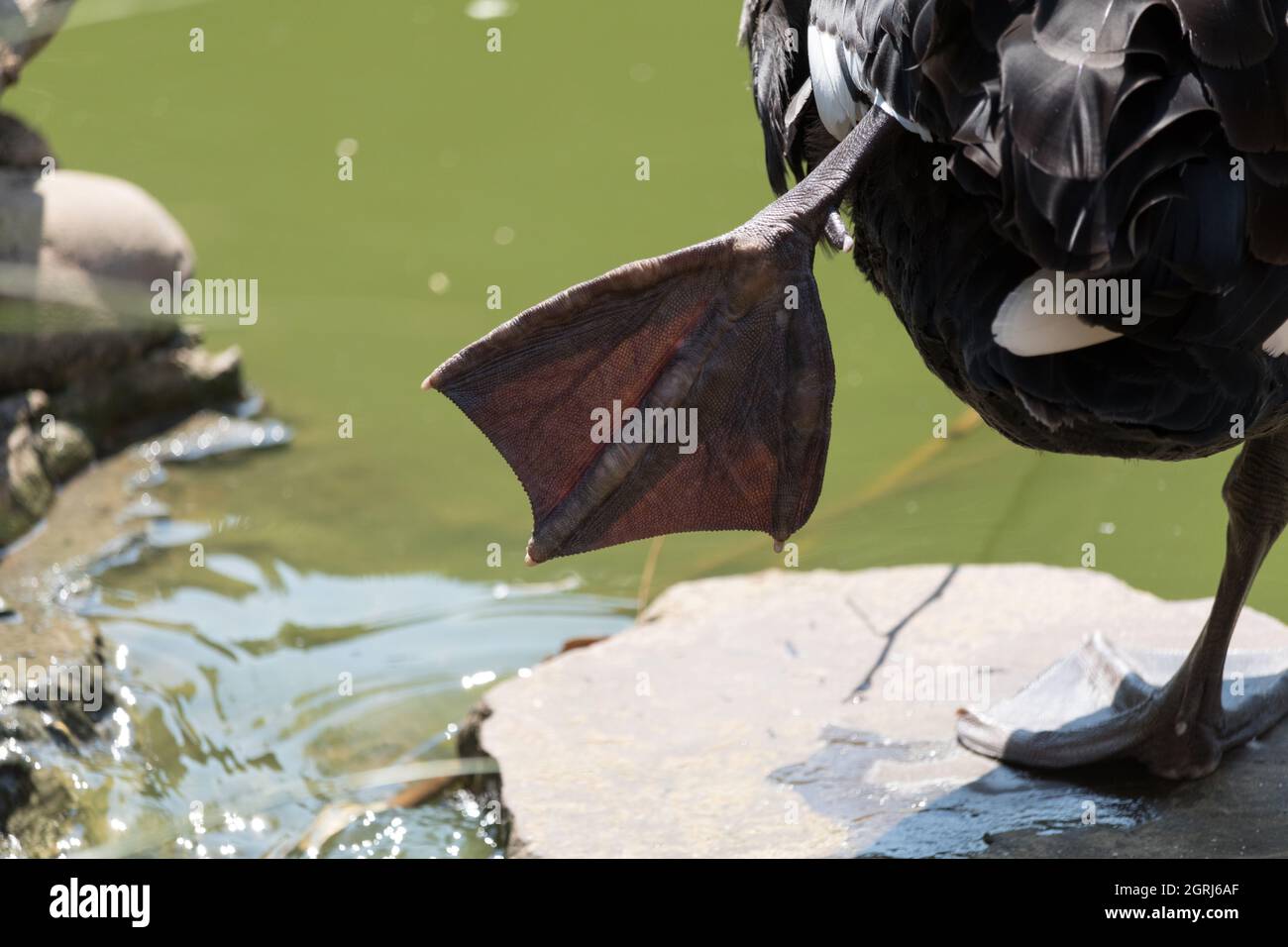 Duck feet hi-res stock photography and images - Alamy