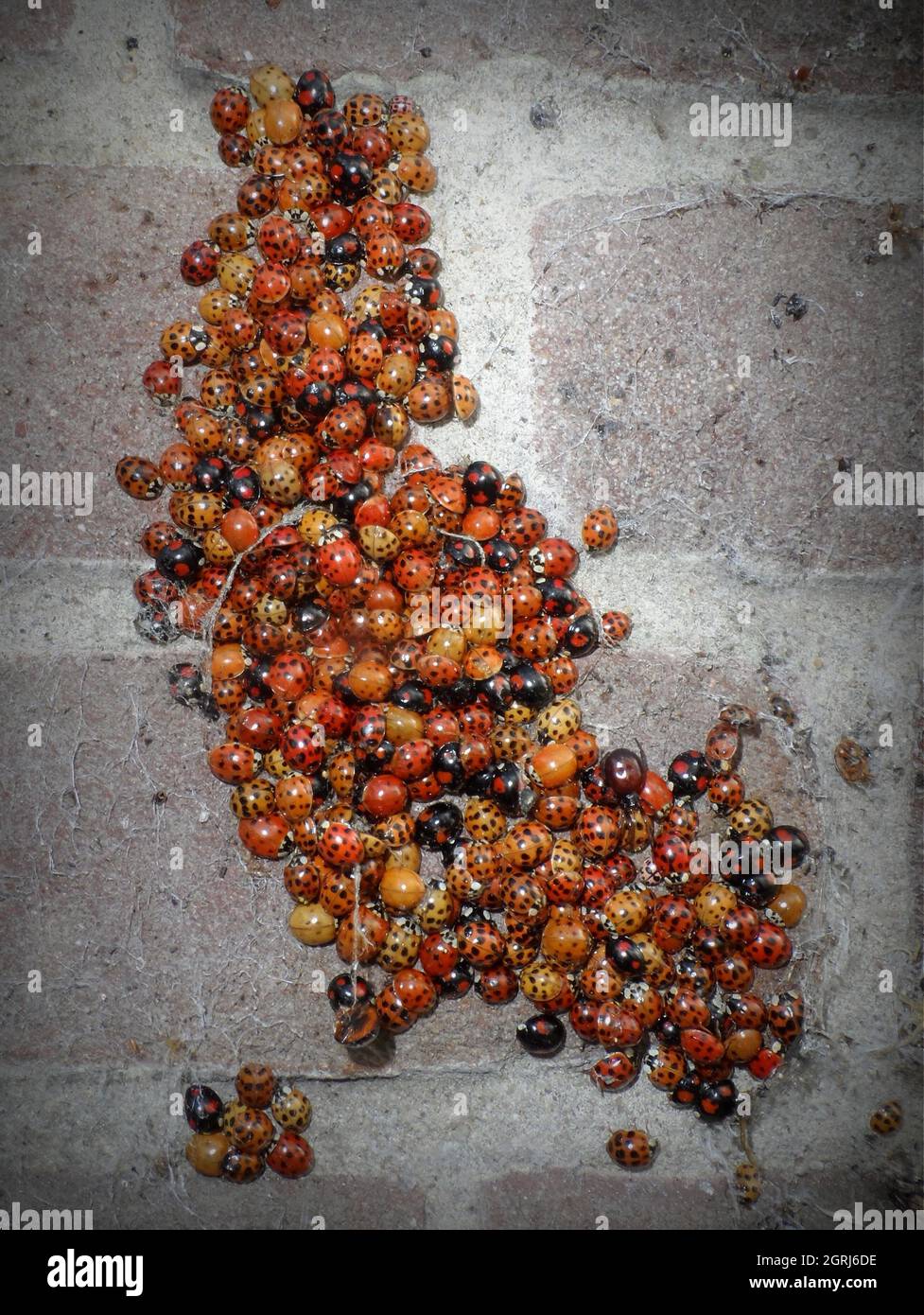 Cluster of ladybugs hi-res stock photography and images - Alamy