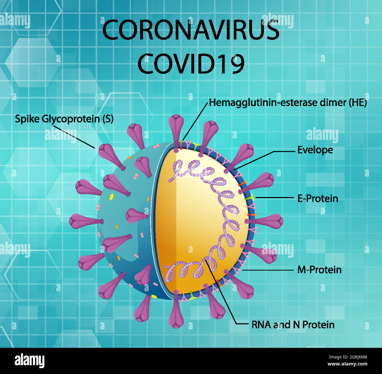 Diagram of Corona virus particle structure Stock Vector Image & Art - Alamy