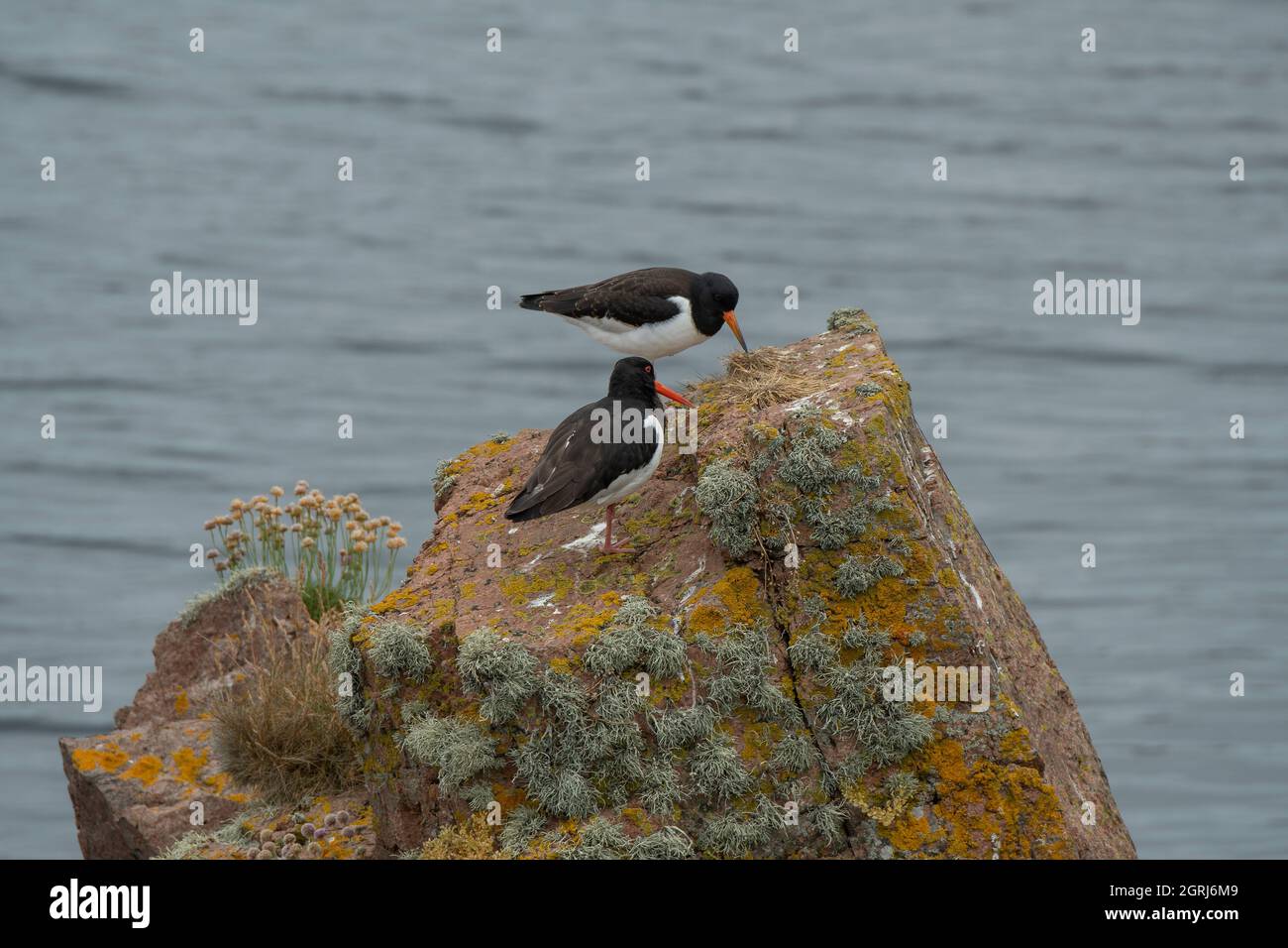 Oystercatcher (Haematopus ostralegus), sitting on lichen covered rock ...