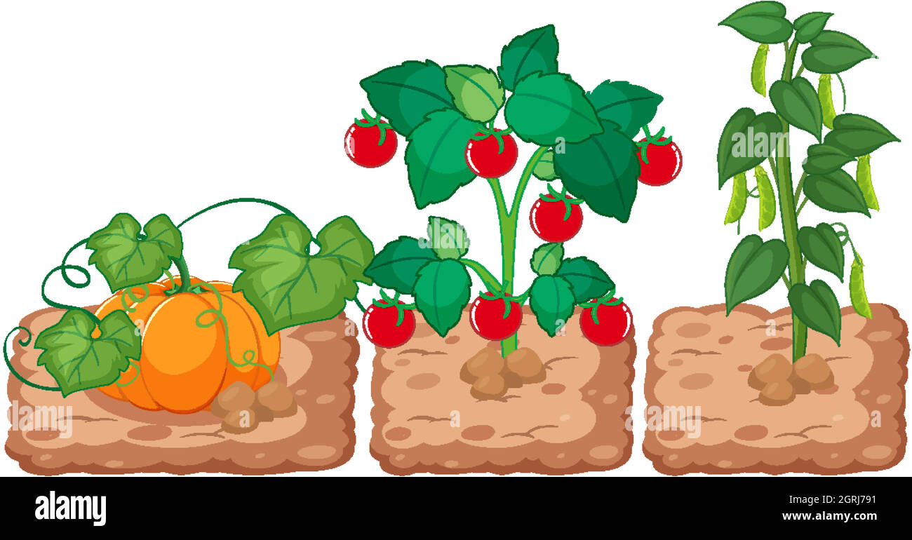 Garden plants growing in Cut Out Stock Images & Pictures - Alamy