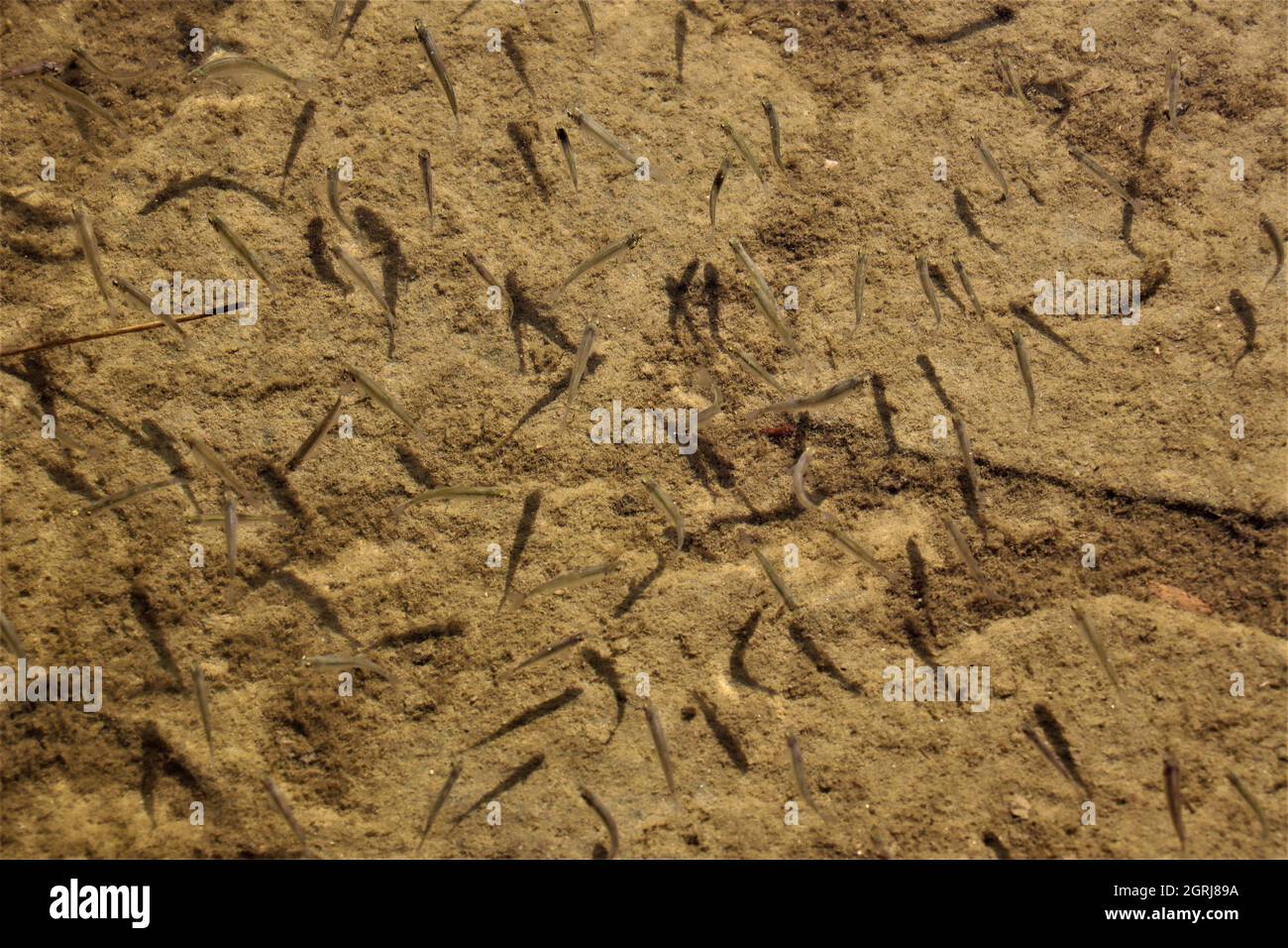 Many small fish hi-res stock photography and images - Alamy