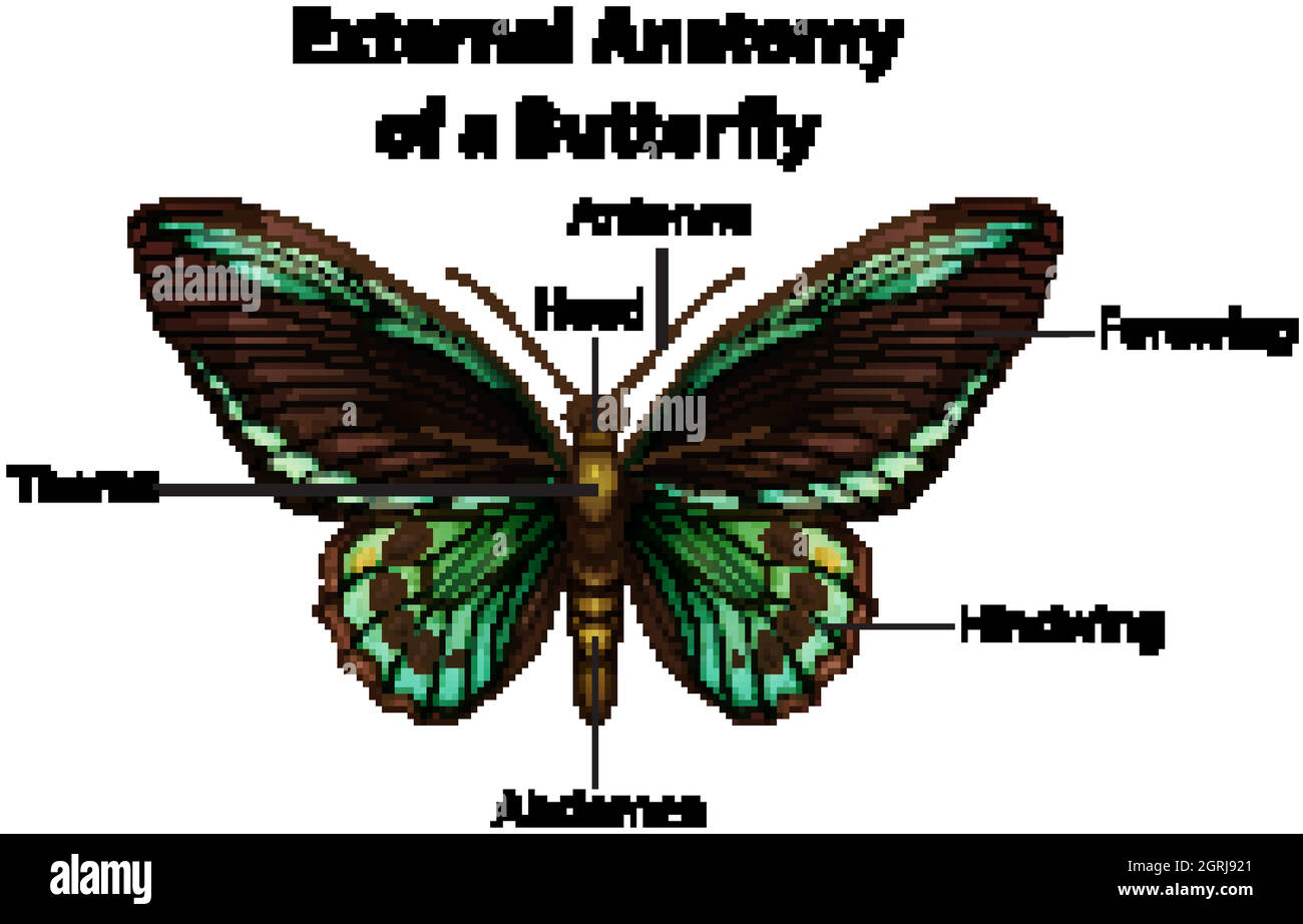 External Anatomy of a Butterfly on white background Stock Vector Image ...