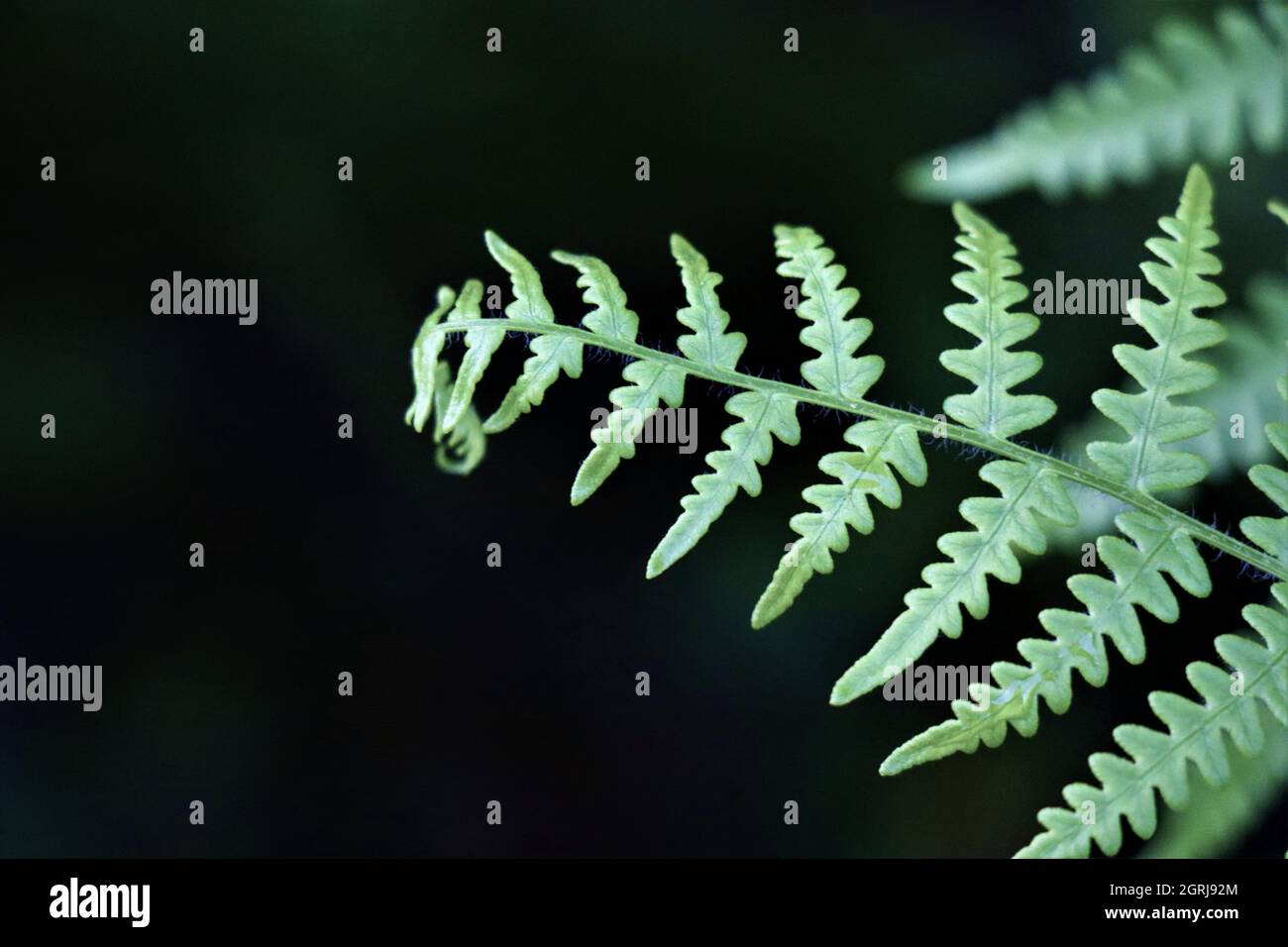 Closeup picture of plants with great details Stock Photo - Alamy