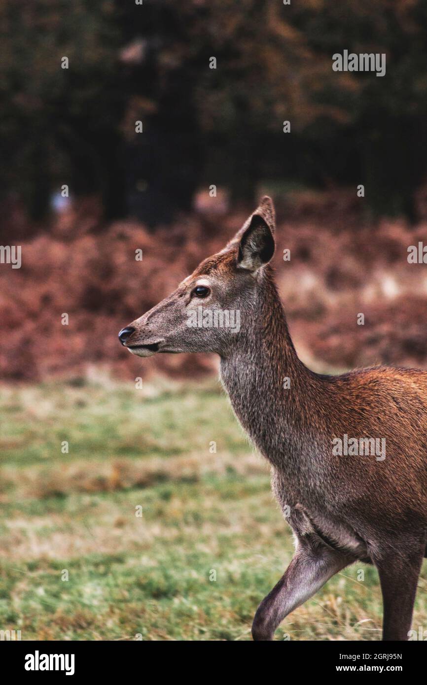 Deer side profile hi-res stock photography and images - Alamy