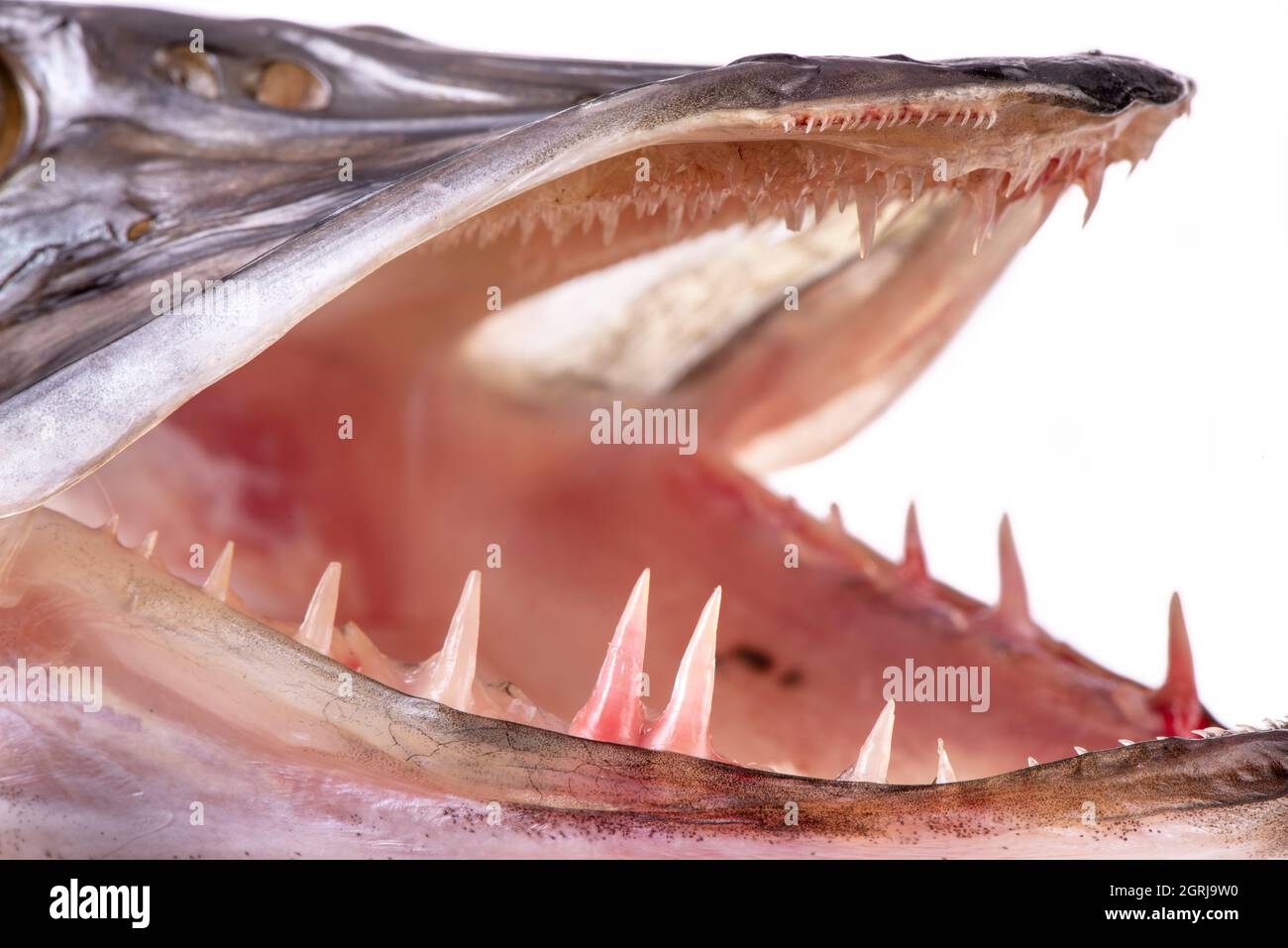 An open mouth with teeth hi-res stock photography and images - Alamy