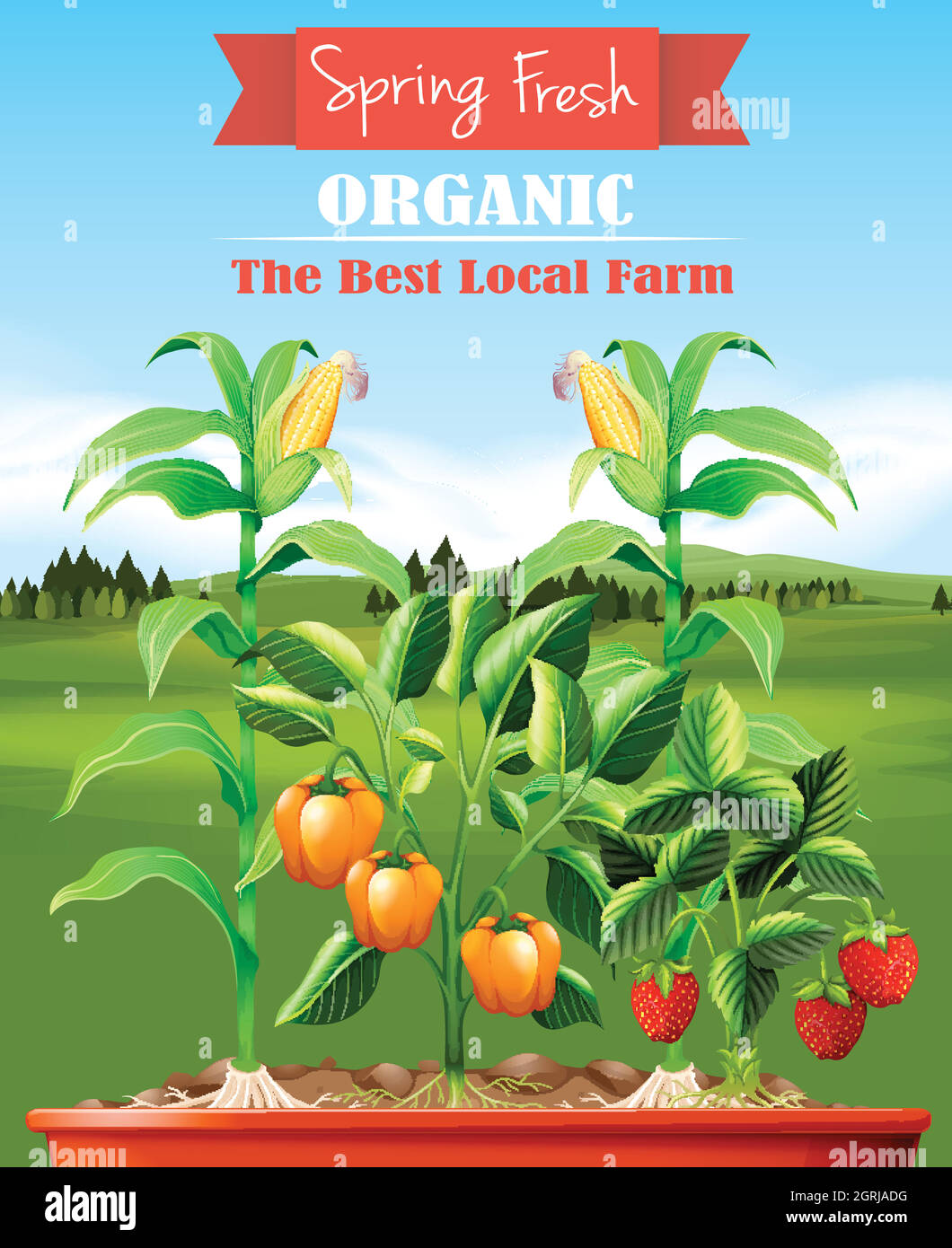 Fresh vegetables in the farm Stock Vector Image & Art - Alamy