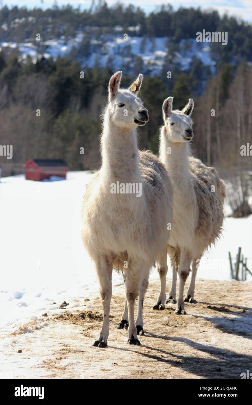 Two lamas animals hi-res stock photography and images - Alamy