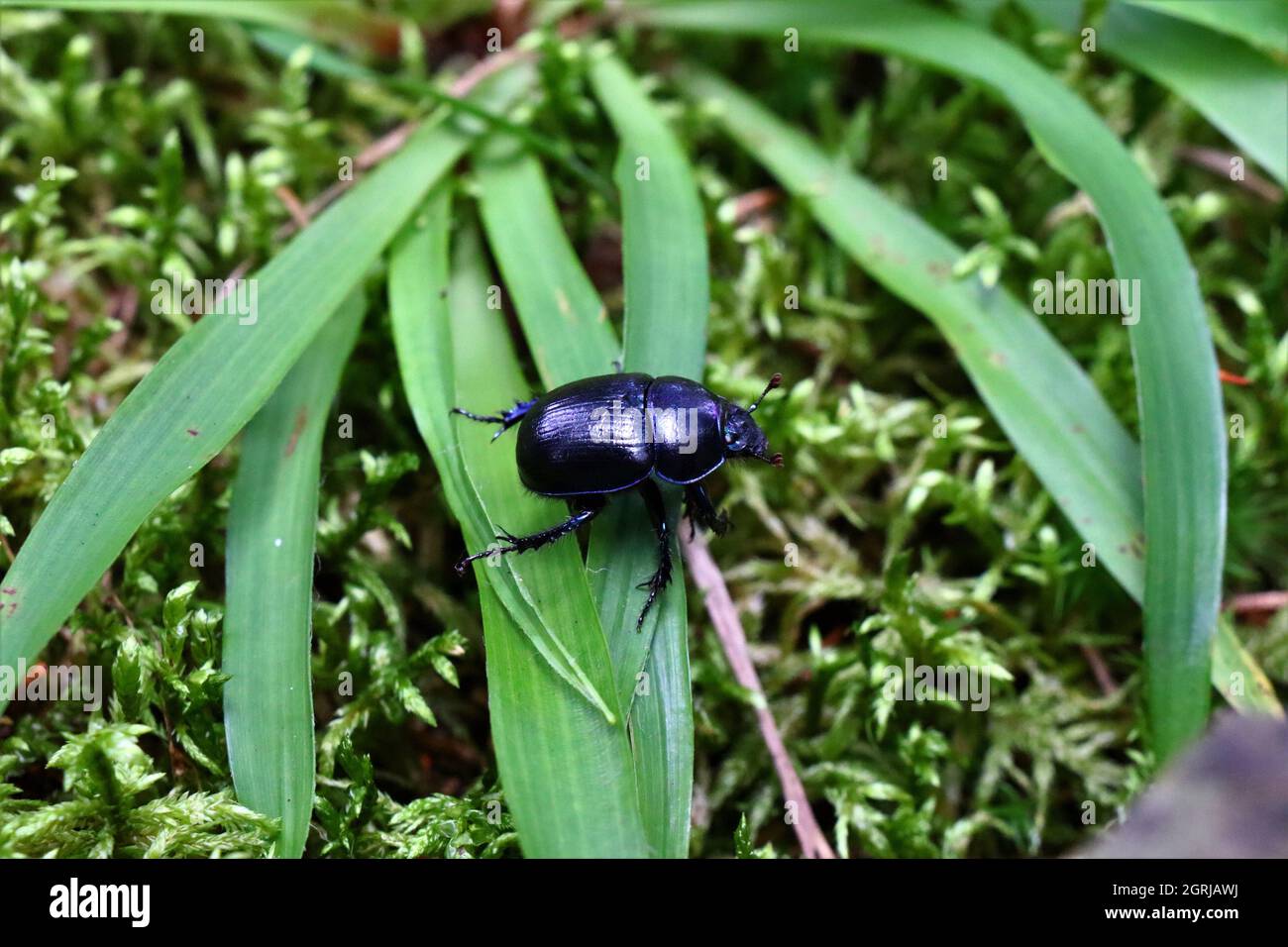 Little bug hi-res stock photography and images - Alamy
