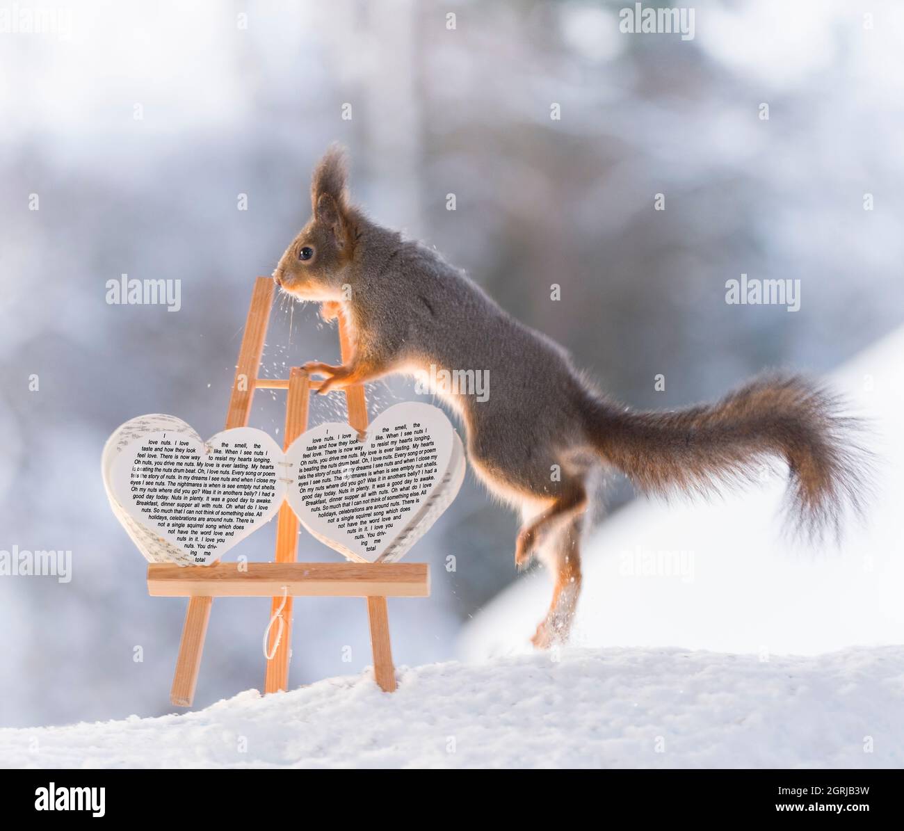 Squirrels in love heart hi-res stock photography and images - Alamy