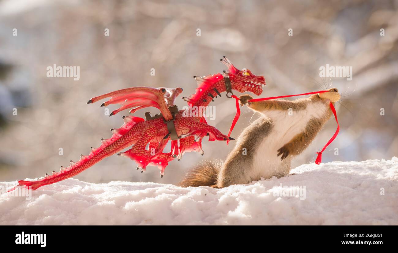 red squirrel is holding a dragon in snow Stock Photo - Alamy