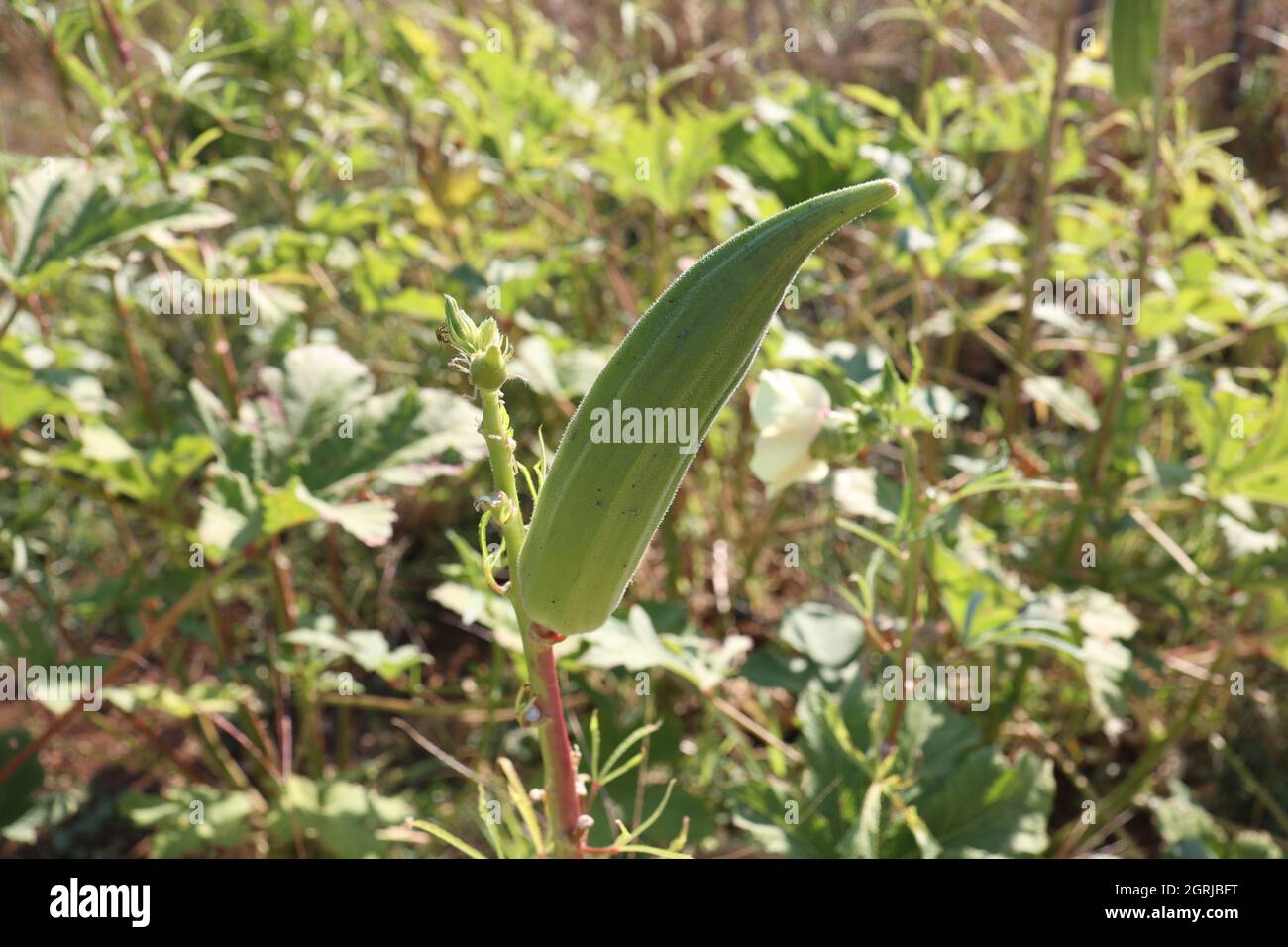 Green okra plants in the field hi-res stock photography and images - Alamy